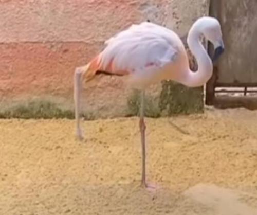Flamingo Adjusting to Prosthetic Leg at Brazilian Zoo | Gephardt Daily