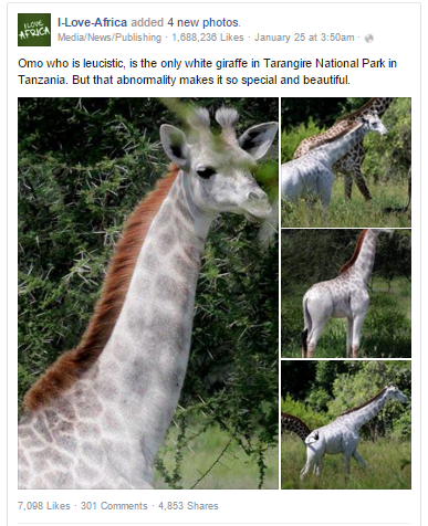 Rare White Giraffe Seen At Tanzania National Park | Gephardt Daily