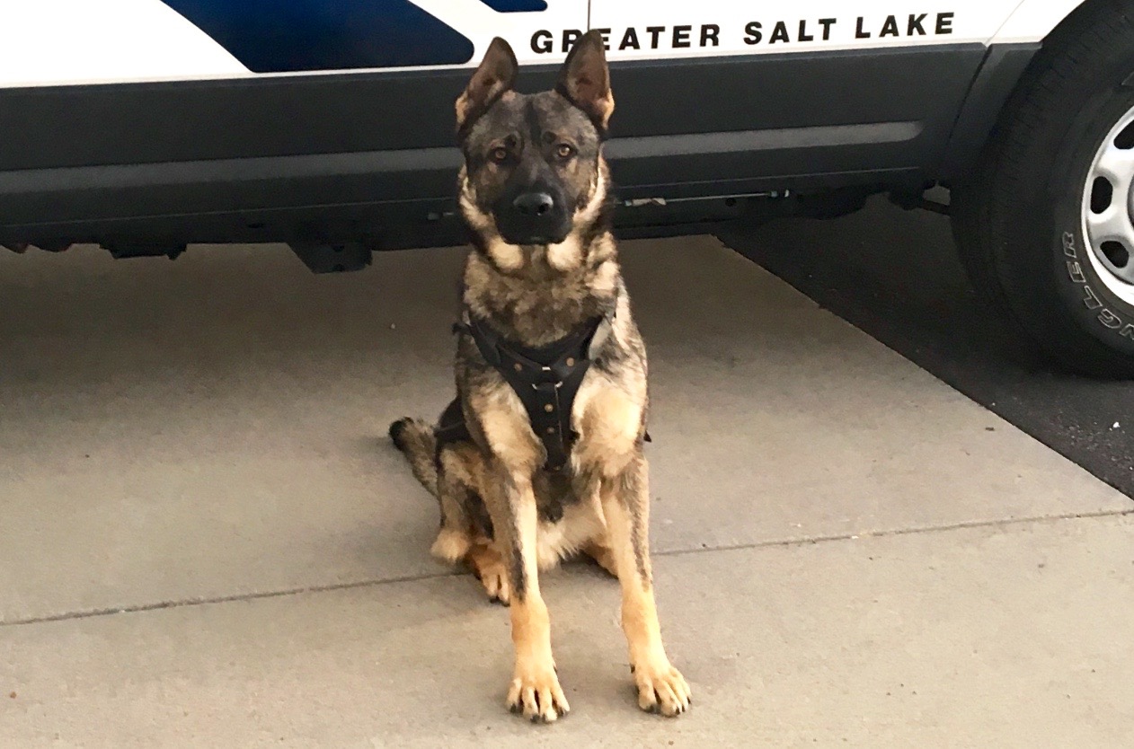 Unified Police K-9 dies after being struck by vehicle in off-duty ...