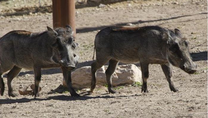Hogle Zoo announces death of warthog ‘Walter’ 4 months after arrival ...