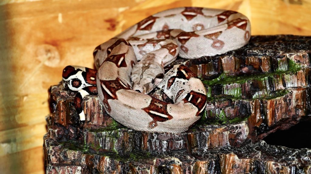 Update: 8-foot-boa constrictor found more than a month after going ...