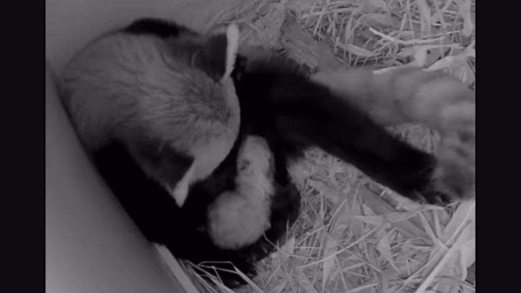 Utah’s Hogle Zoo welcomes newest resident with birth of red panda cub ...