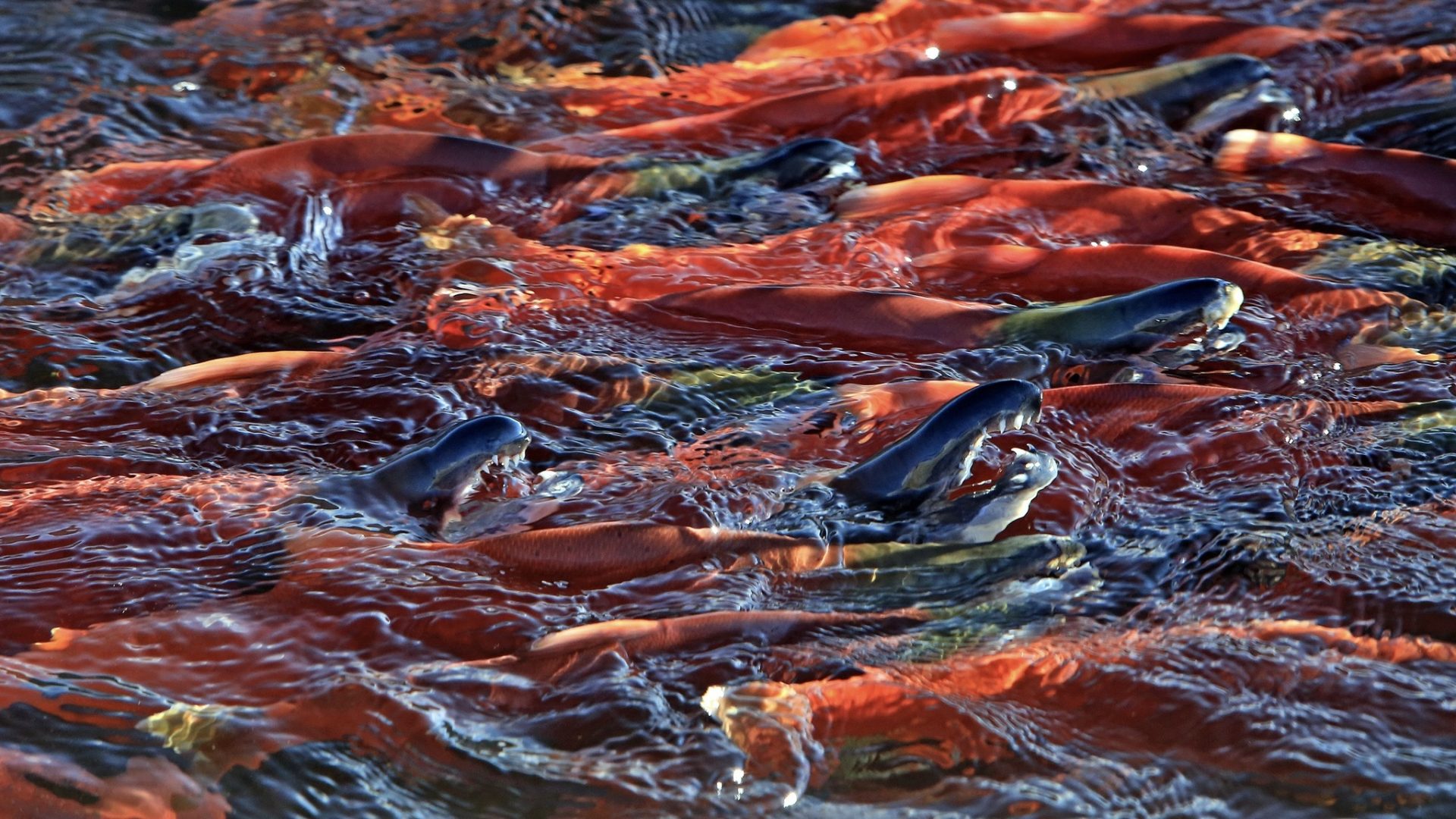 Kokanee salmon: Fish Lake’s natural treasure bolsters Utah’s egg ...