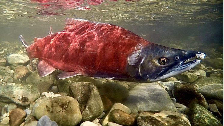 Kokanee salmon turning red as DWR live streams spawning run drama; more ...