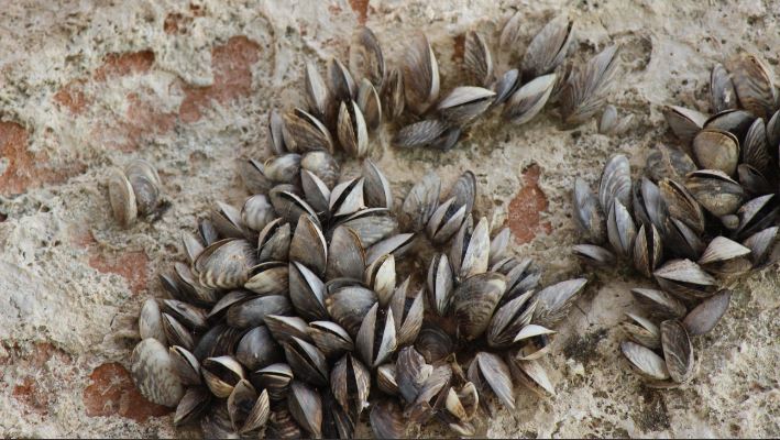 Utah DWR: Nearly 11K boats inspected for aquatic invasive species over ...