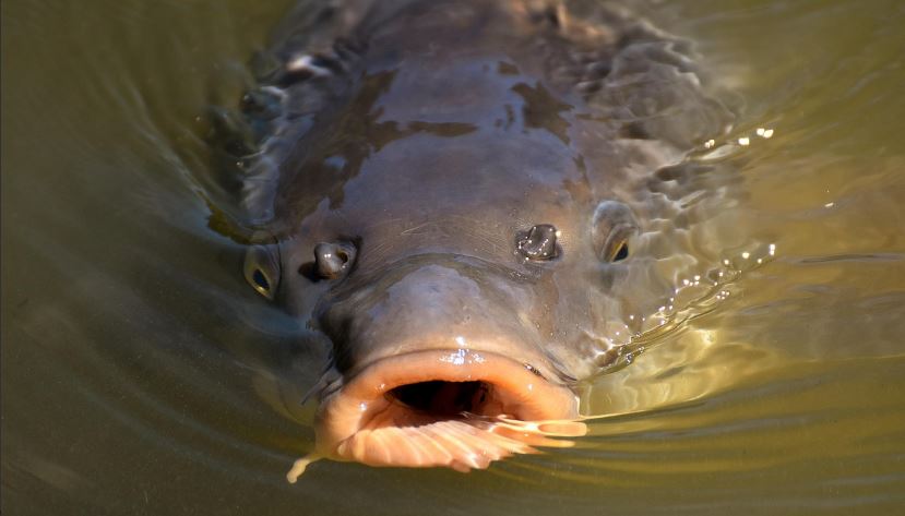 ‘Great Carp Hunt 2025’ continues assault on Utah Lake carp | Gephardt Daily