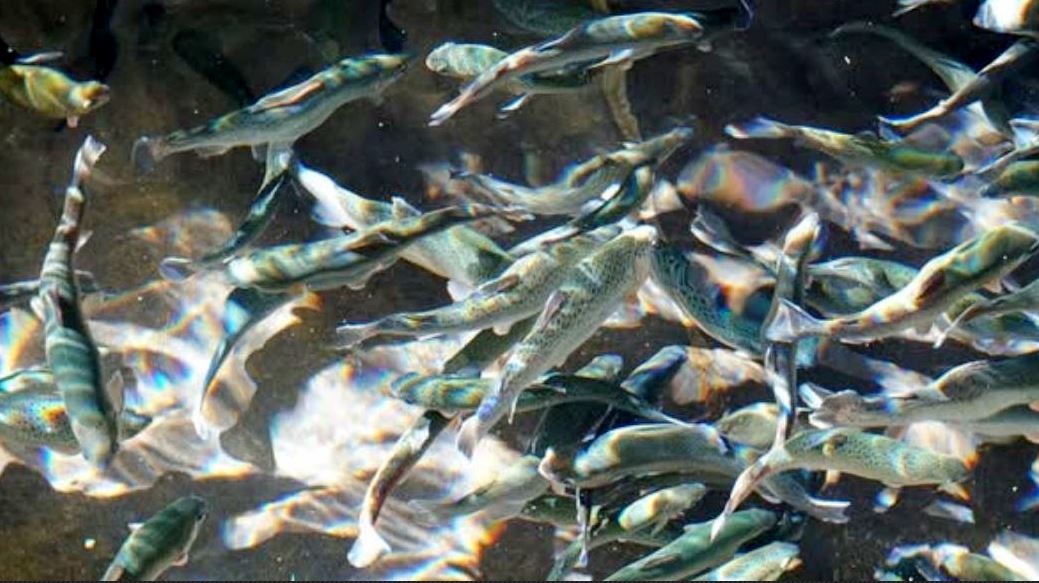 42K rainbow trout released into Scofield Reservoir | Gephardt Daily
