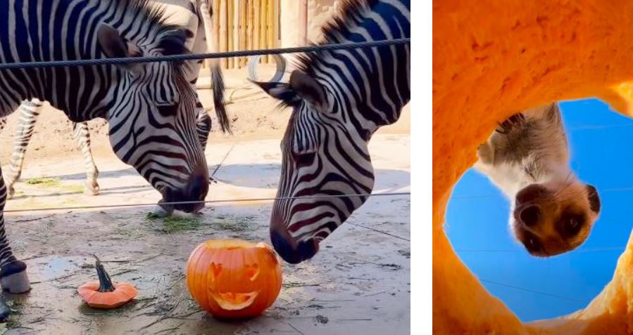 Hogle Zoo uses Halloween as animal enrichment opportunity | Gephardt Daily