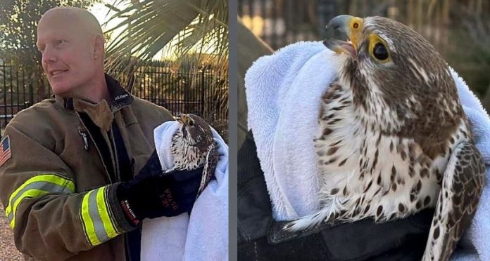Roadside hawk rescued in St. George | Gephardt Daily