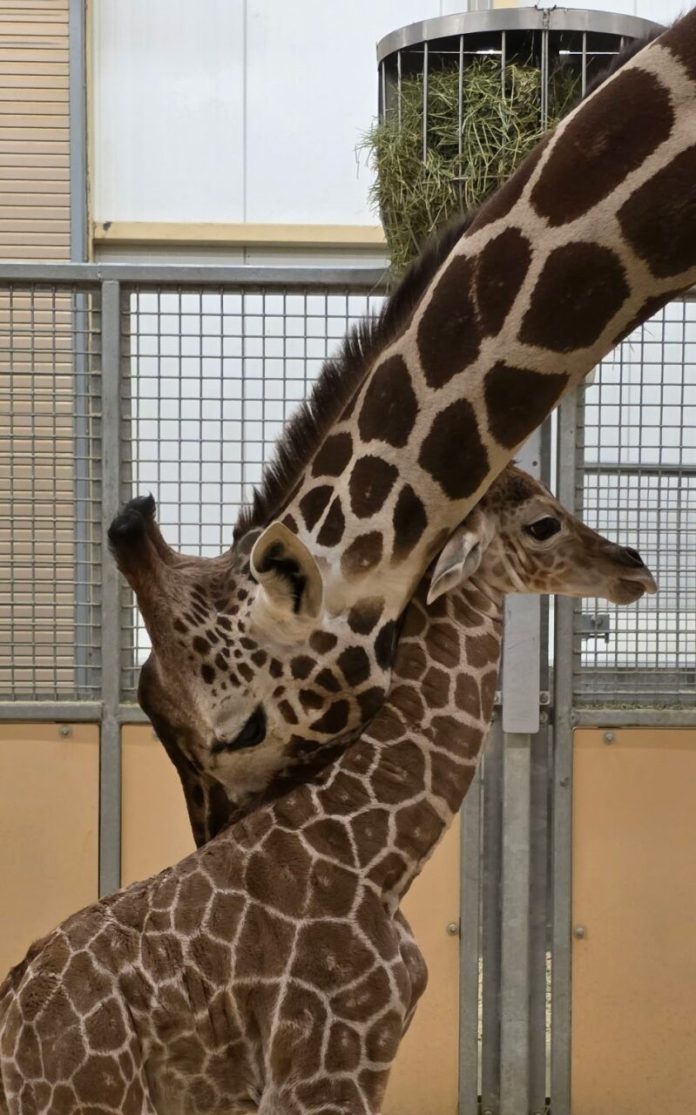 Minka delivers male calf at Hogle Zoo | Gephardt Daily