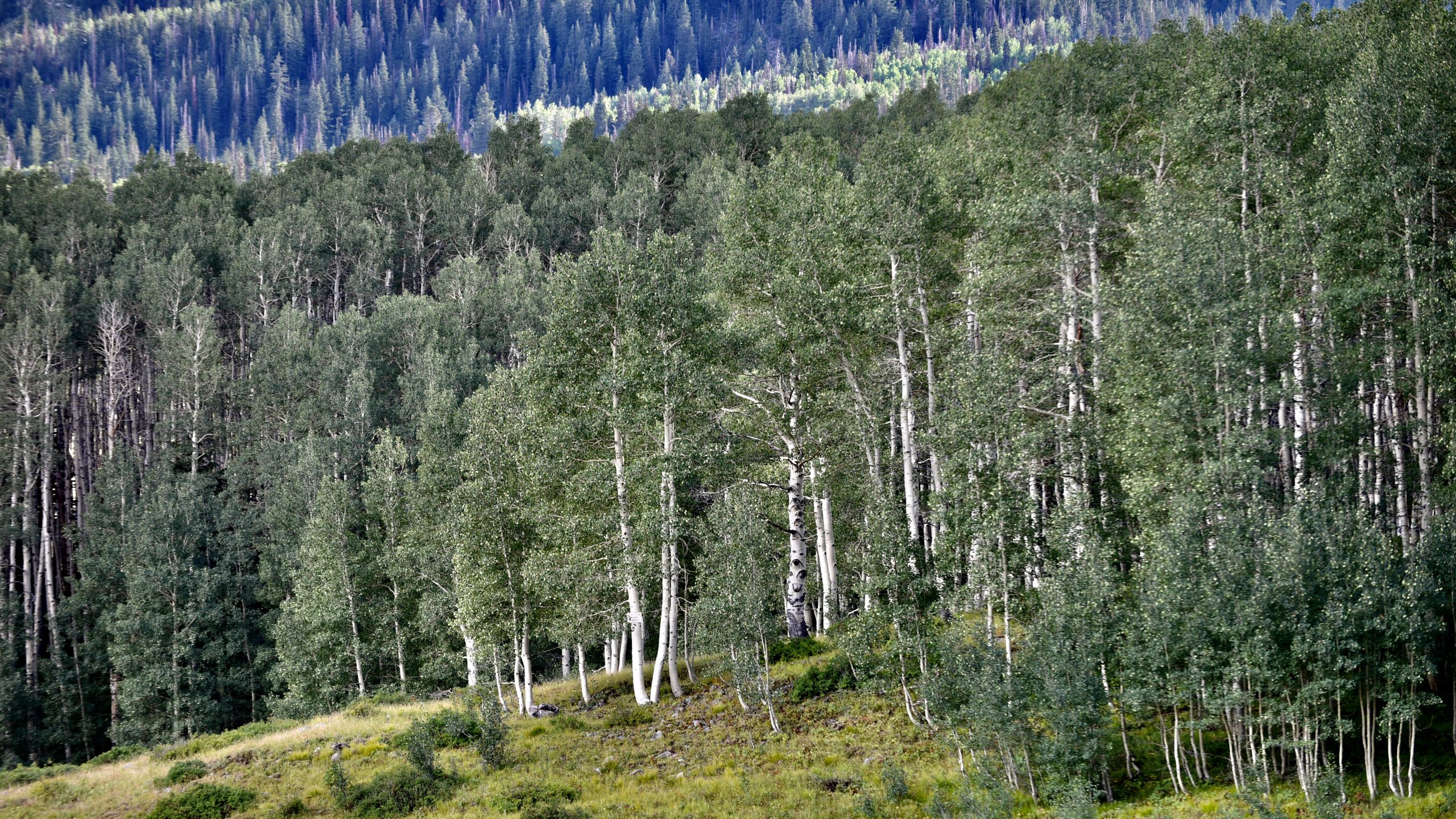 U.S. Forest Service headquarters moving to Salt Lake City; Gov. Cox ...