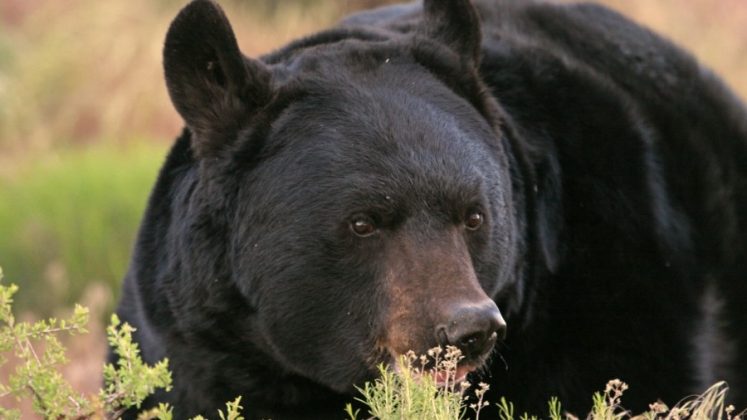 Utah DWR warns of possible increased bear-human encounters | Gephardt Daily