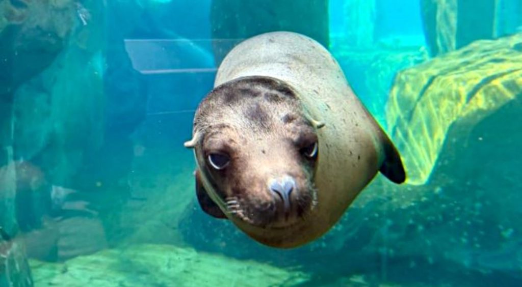 Hogle Zoo sea lion Kenney dies weeks after arrival | Gephardt Daily