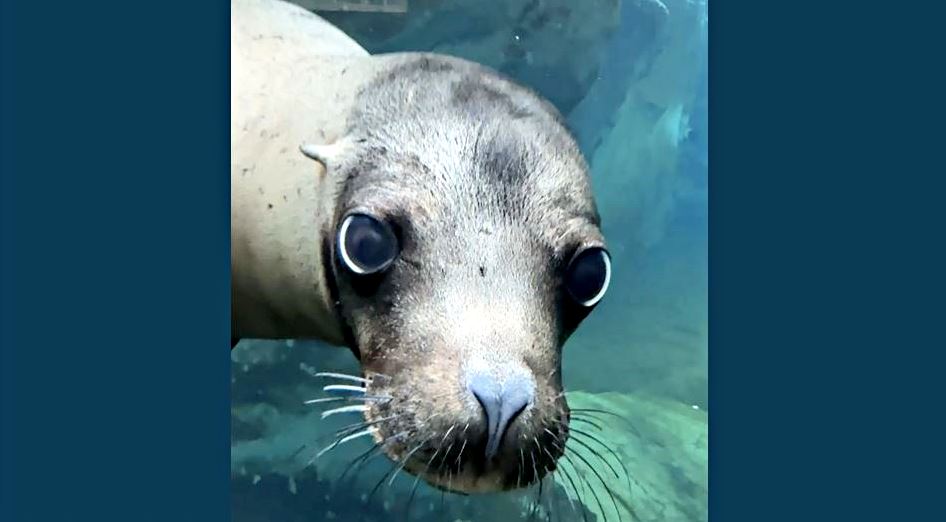 Hogle Zoo sea lion Kenney dies weeks after arrival | Gephardt Daily