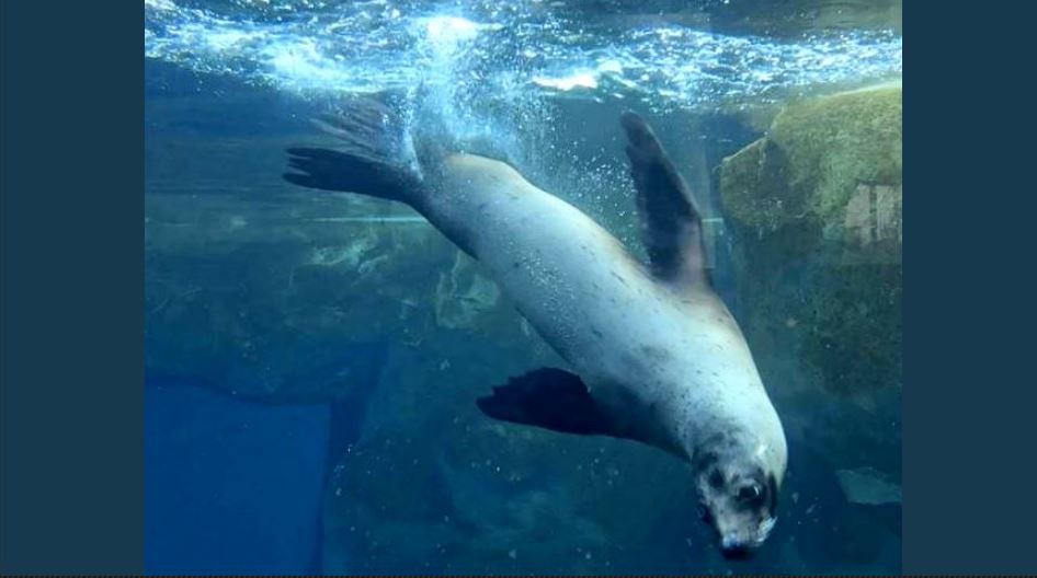 Hogle Zoo sea lion Kenney dies weeks after arrival | Gephardt Daily