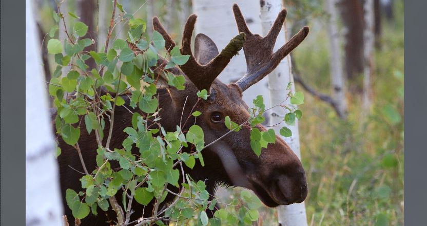 Utah DWR offers tips on how to avoid conflicts with moose | Gephardt Daily