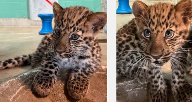 Critically endangered Amur leopard cubs make Hogle Zoo habitat debut ...