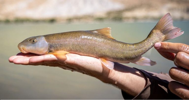 Utah DWR hosts native fish viewing event at Green River | Gephardt Daily