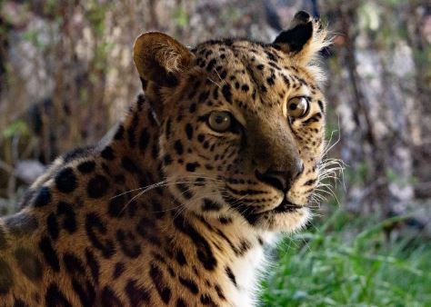 Critically endangered Amur leopard cubs make Hogle Zoo habitat debut ...